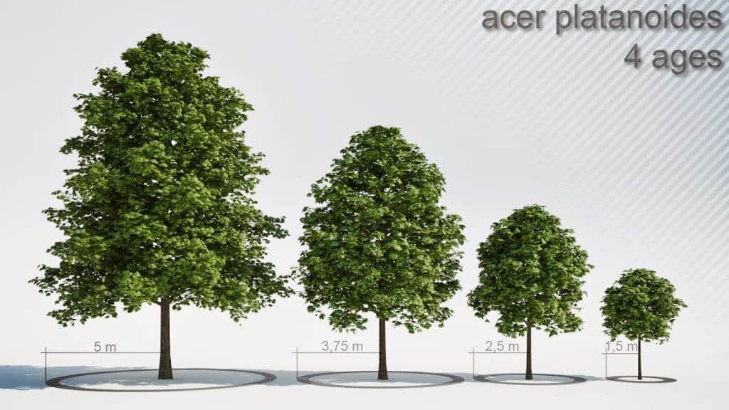 Free 3D Models Trees | Krzysztof Czerwinski