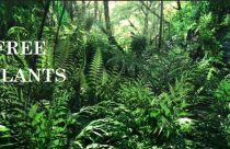 Download Free 3D Model Lou Rig