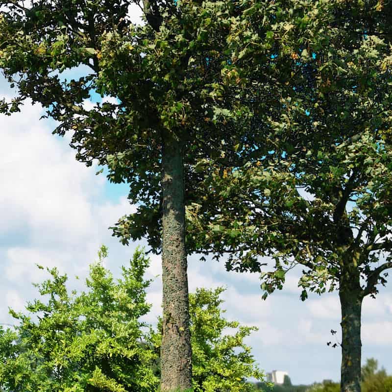 Cut out trees for Archviz