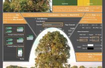 Tree It | Free 3D Tree Generator