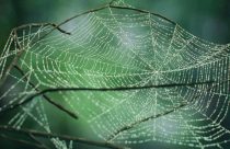 Corona Material Library | Libcor