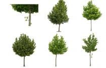 Free Cutout Tree | Cutout-Trees.com