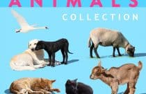 Free LUTs Pack | 3DCollective