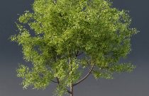 Free 3D Model Rattan Lamp | Nguyen Minh Khoa