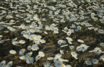 10 Free Summer Cutouts | MrCutout