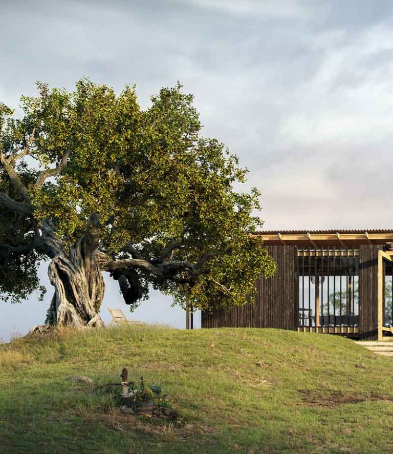 Free 3D Oak-Tree Models of artwork "Little Dream" by Nhan Le